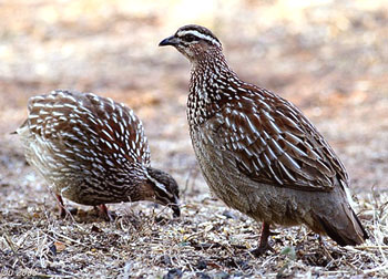 鹑族 Perdicini 蓝色动物学（中国动物学科普）
